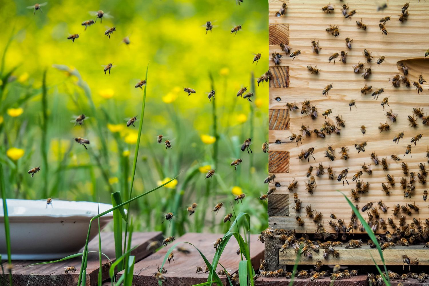 Creating a Buzz: How to welcome bees into your garden - M1 Realty